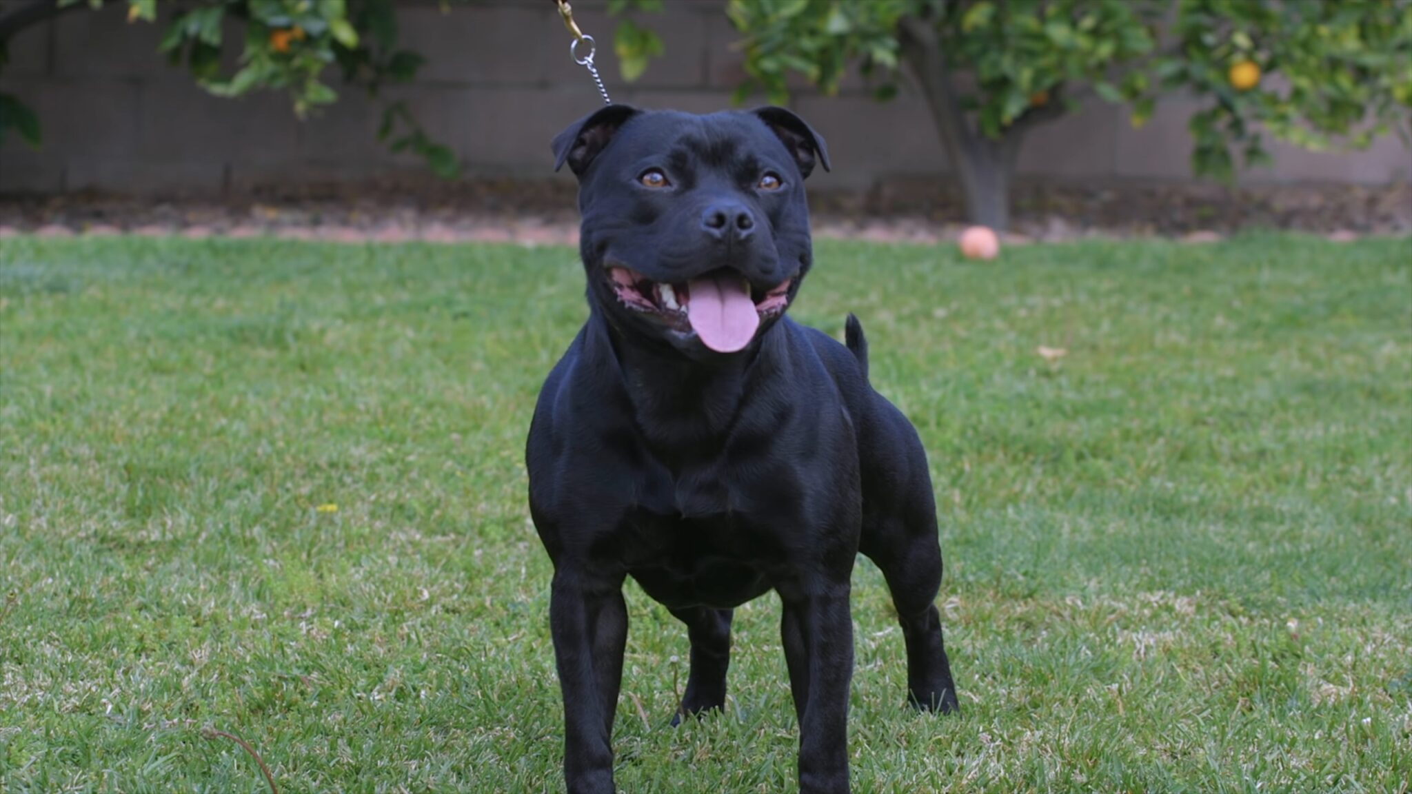 Sve što treba da znate o američkom Staford Terijeru - Pazar Novi