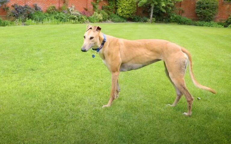 Sve što trebate znati o rasi engleski hrt - vaš vodič - Pazar Novi