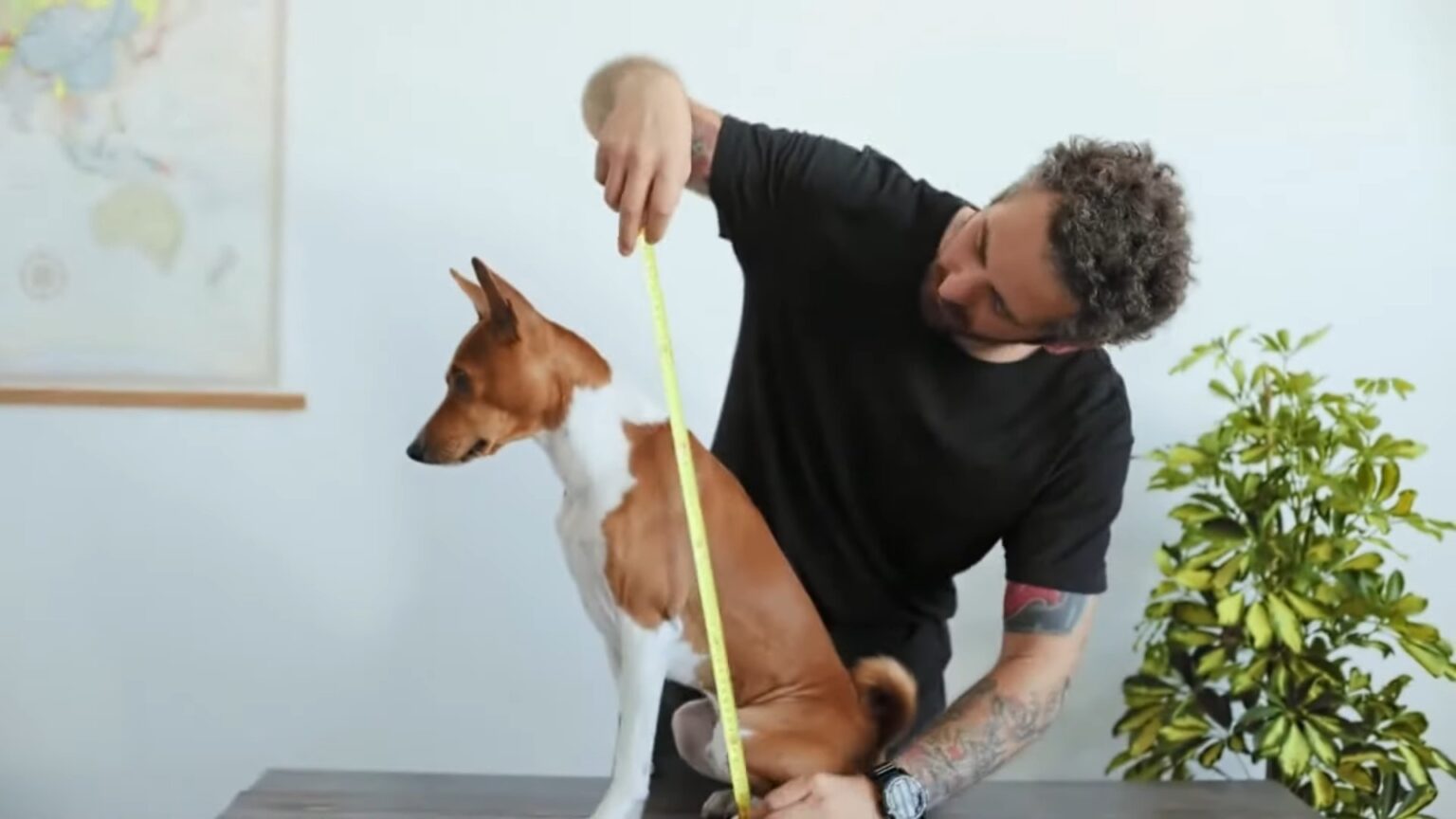 Otkrijte Čari Basenji Rase - Unikatan Vodič za Ljubitelje Psa - Pazar Novi