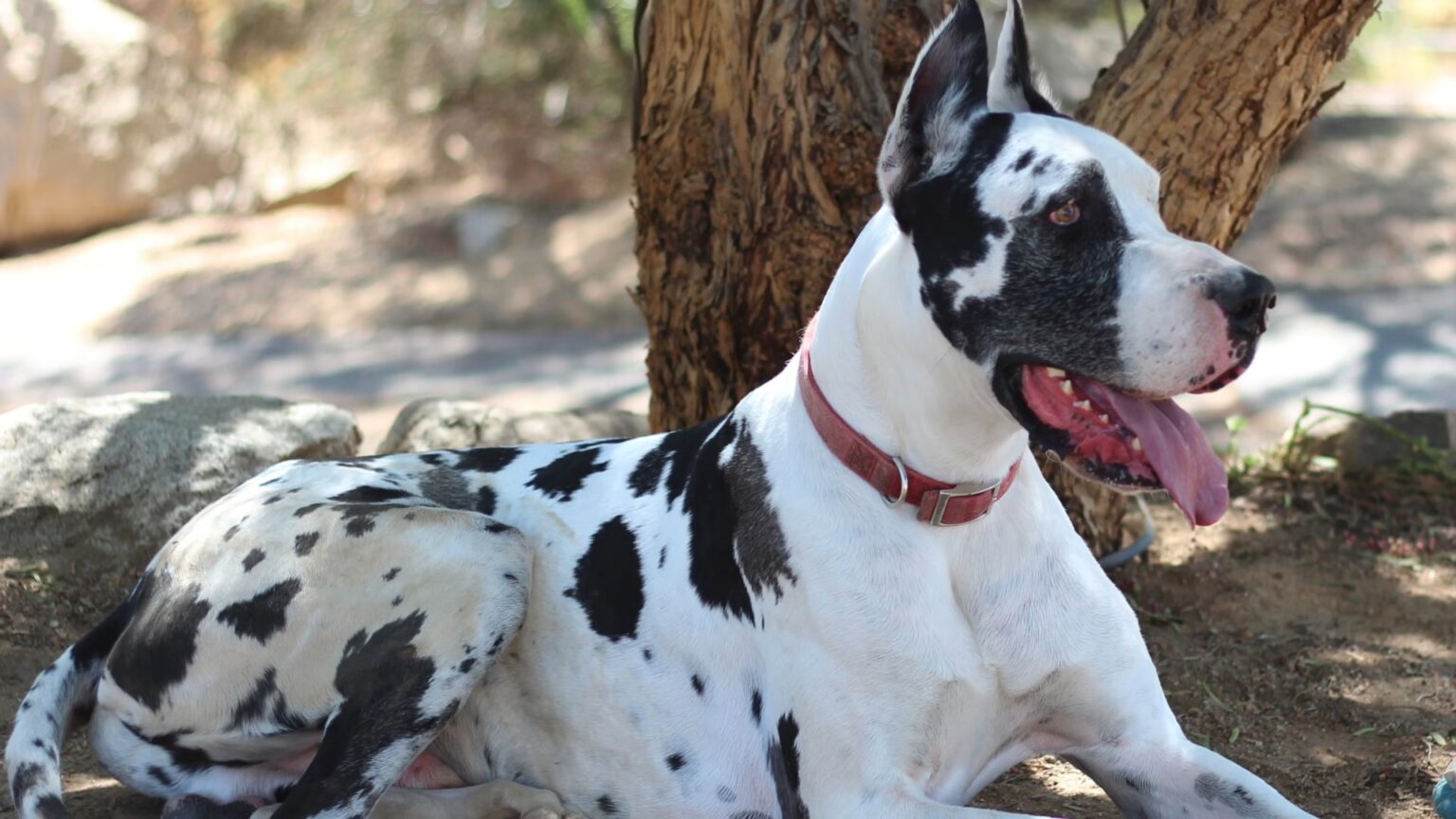 Sve što trebate znati o Nemačkoj Dogi - Karakteristike i odgoj - Pazar Novi