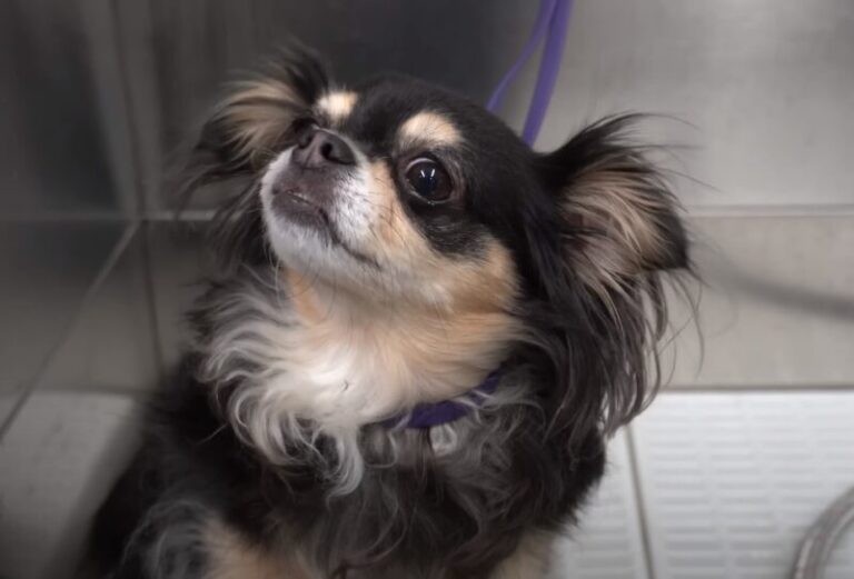 Pekinezer: Karakteristike, ishrana i saveti za negu