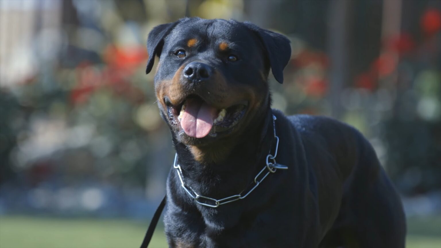 Sve što treba da znate o rasi pasa - Rotvajler - Pazar Novi