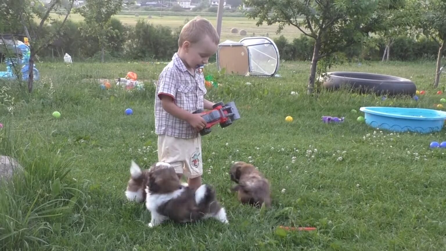 Ši-Cu rasa pasa – Karakteristike, osobine, odgoj