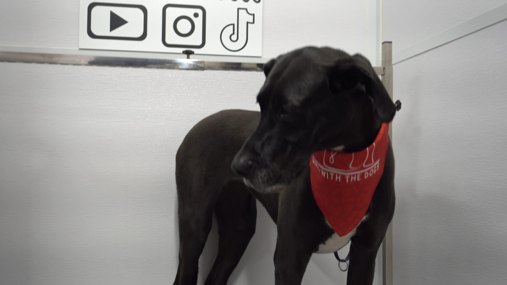 Sve što trebate znati o Nemačkoj Dogi - Karakteristike i odgoj - Pazar Novi