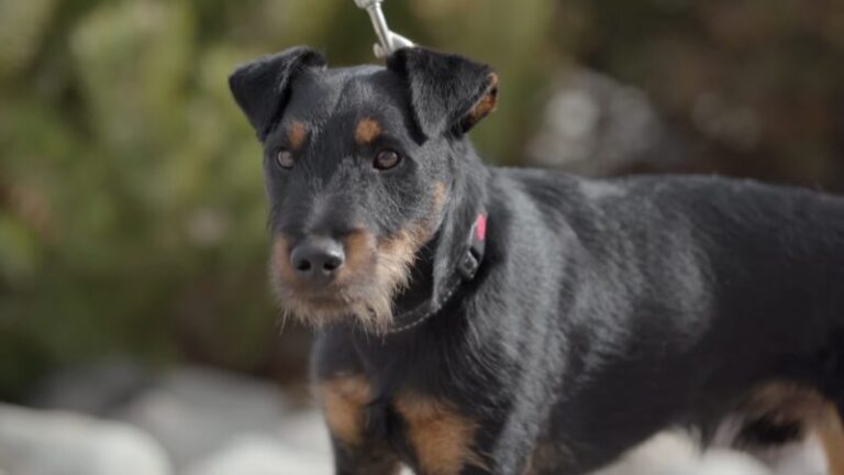 Nemački Lovni Terijer: Mali Pas, Veliki Karakter! - Pazar Novi