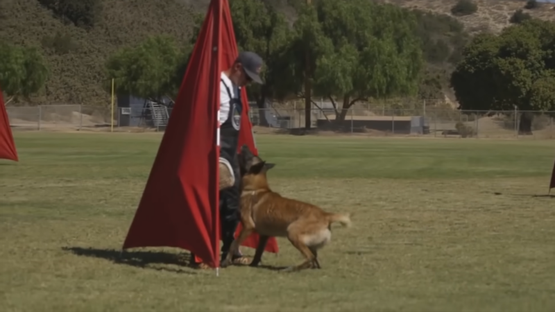 Malinoa karakteristike - Pas koji impresionira inteligencijom i energijom